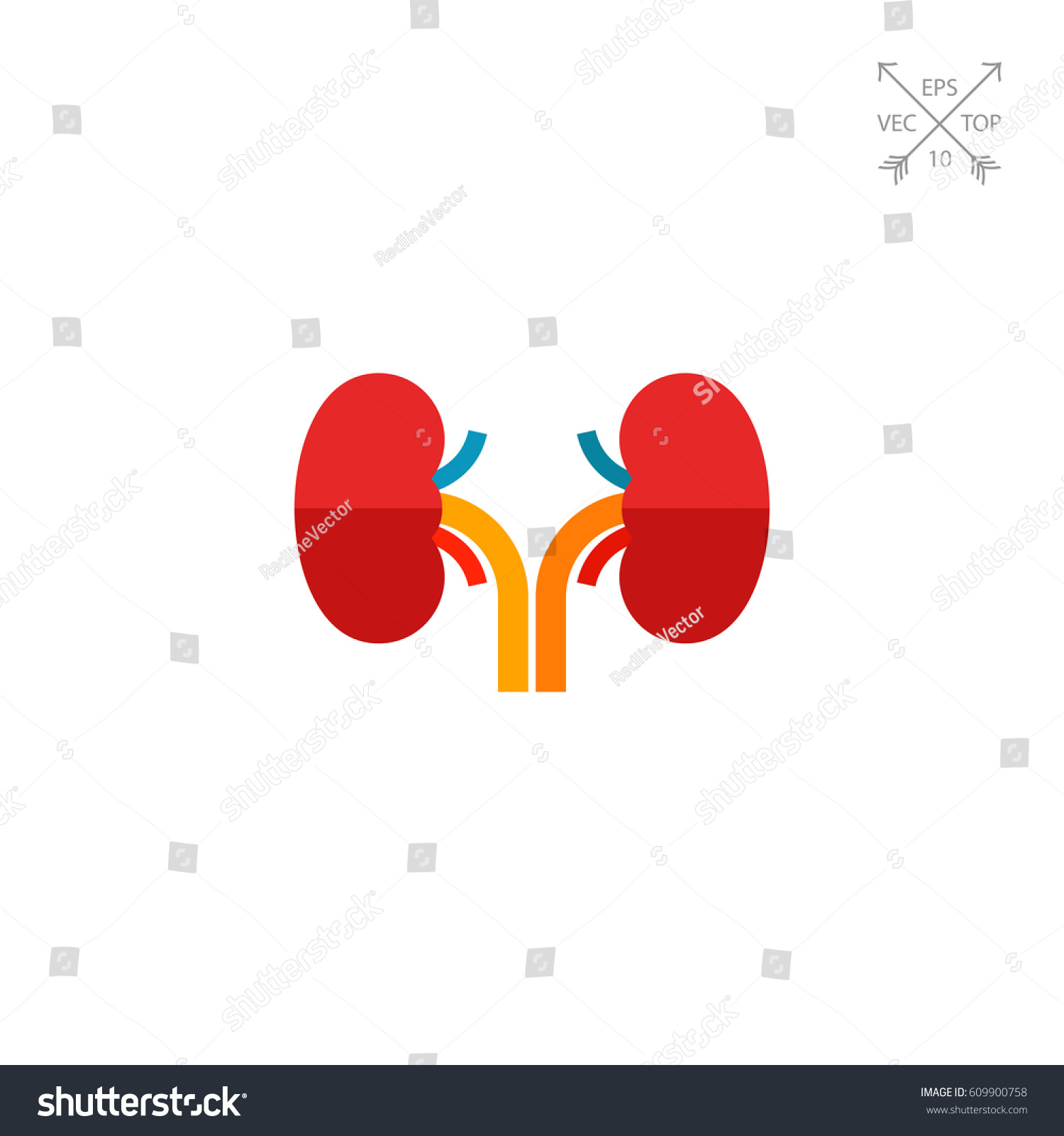 Human Kidneys Icon Stock Vector (Royalty Free) 609900758 | Shutterstock
