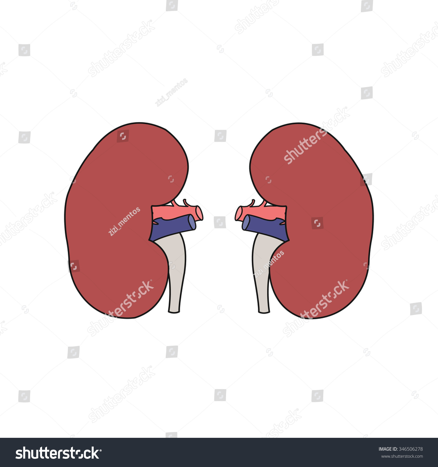 Human Kidneys Vector Illustration 스톡 벡터(로열티 프리) 346506278 | Shutterstock