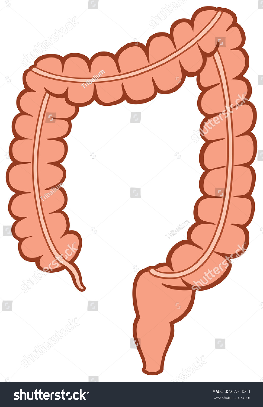 Human Large Intestine Vector Illustration Stock Vector (Royalty Free ...