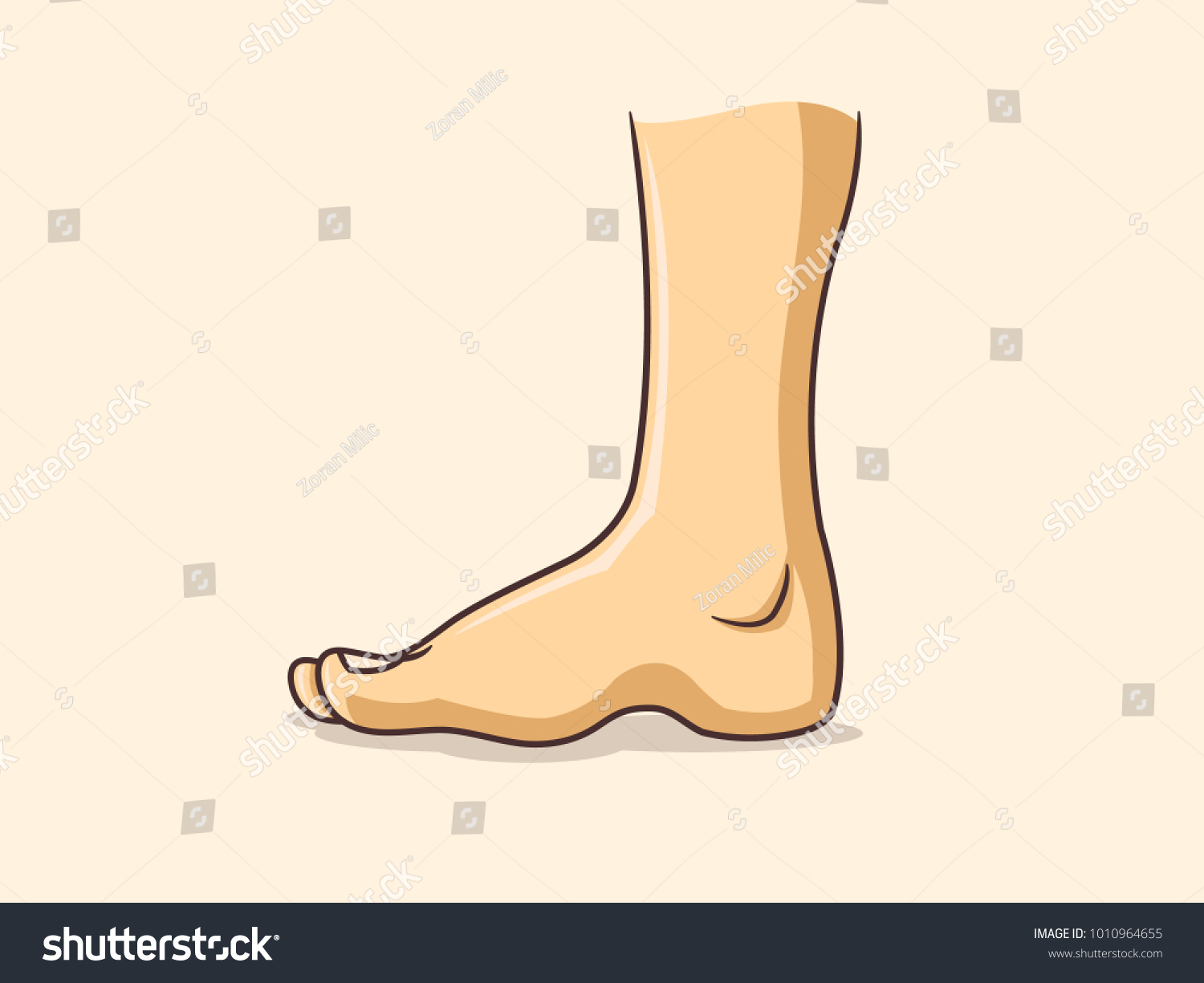 Human Leg Vector Illustration: vector de stock (libre de regalías ...
