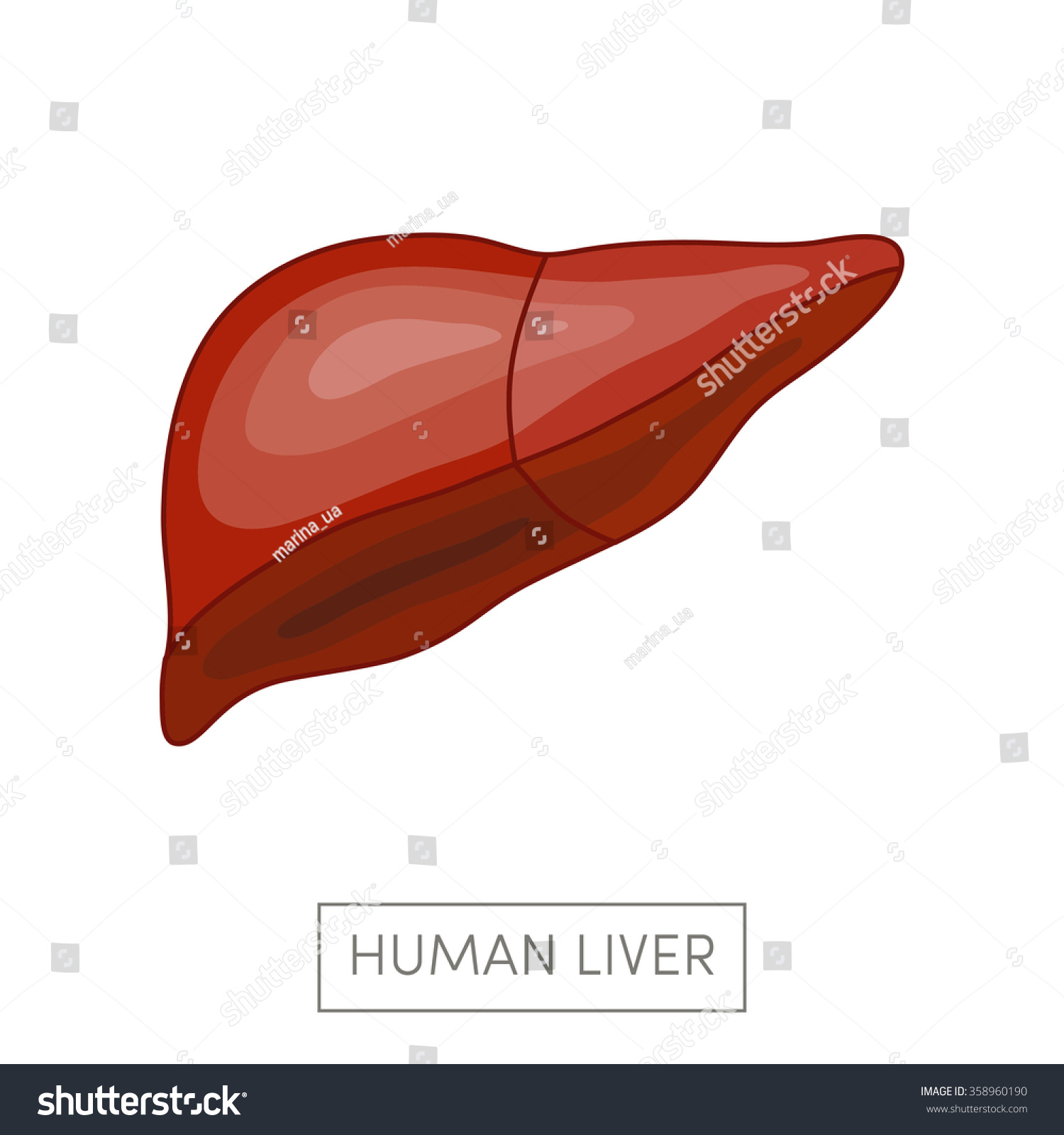 Human Liver Simple Cartoon Flat Vector Stock Vector (Royalty Free ...