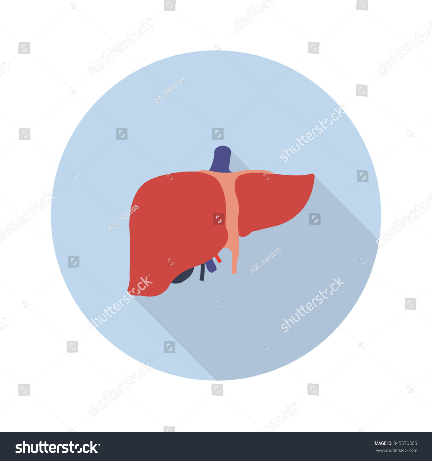 Human Liver. Vector Illustration - 345570365 : Shutterstock