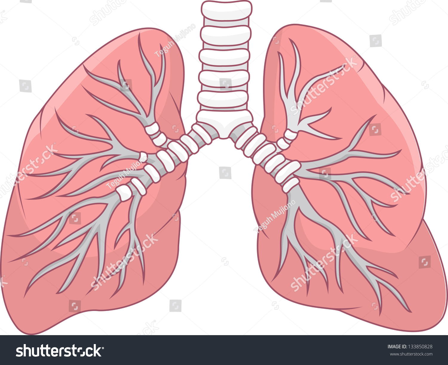 Human Lung Illustration Stock Vector 133850828 - Shutterstock