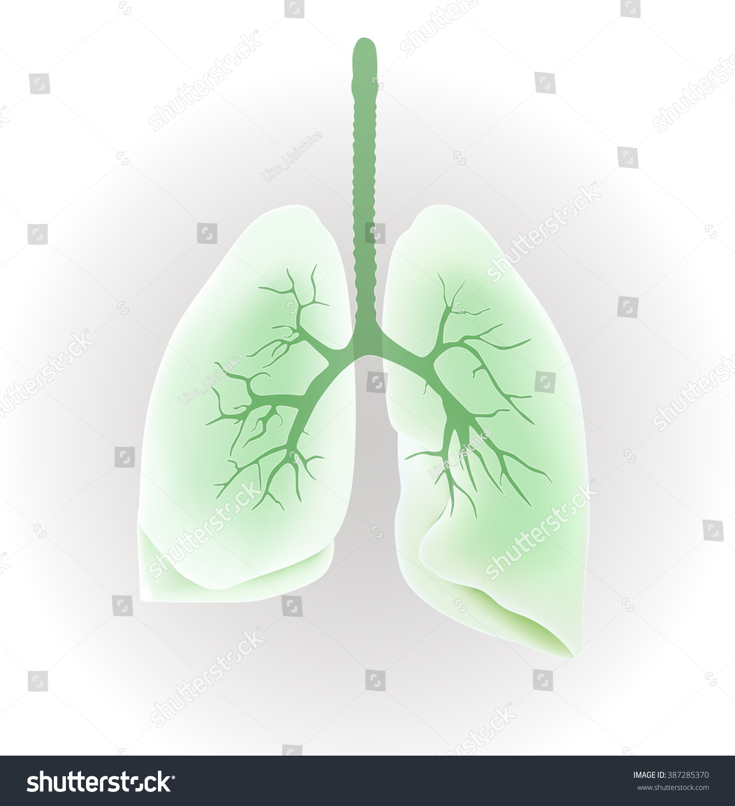 Human Lungs Vector Stock Vector (Royalty Free) 387285370 | Shutterstock