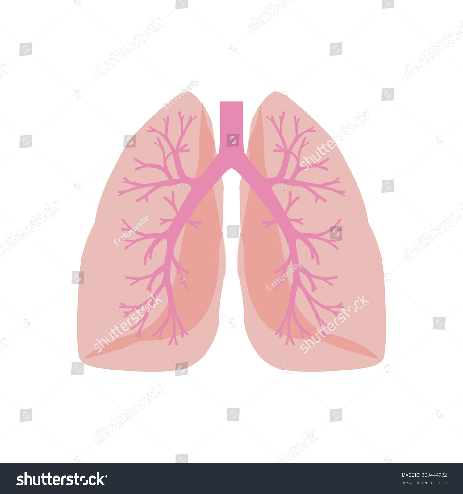 Human Lungs Vector Illustration Stock Vector (Royalty Free) 303444932 ...
