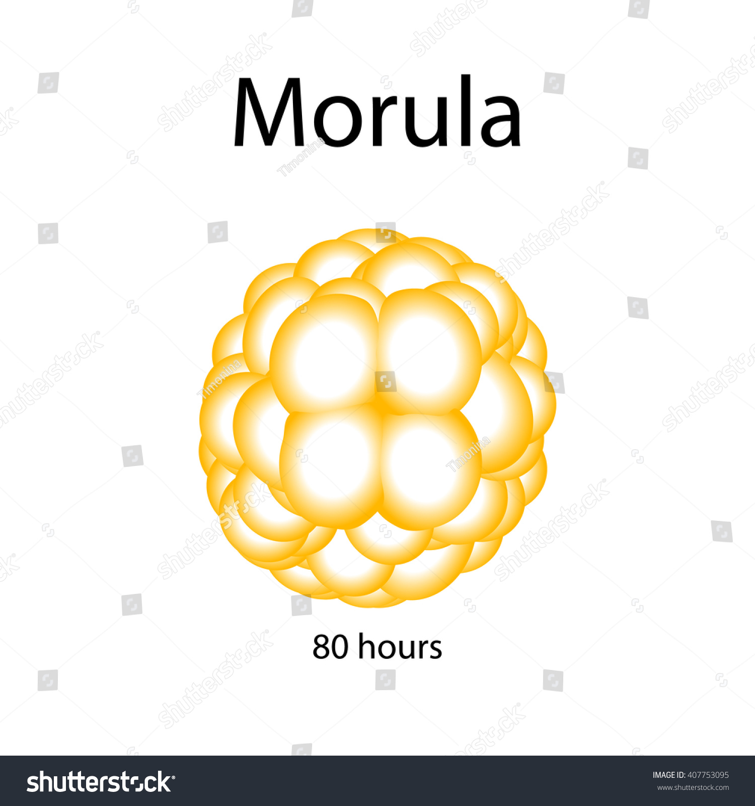 Human Morula Vector Illustration On Isolated Stock Vector (Royalty Free ...