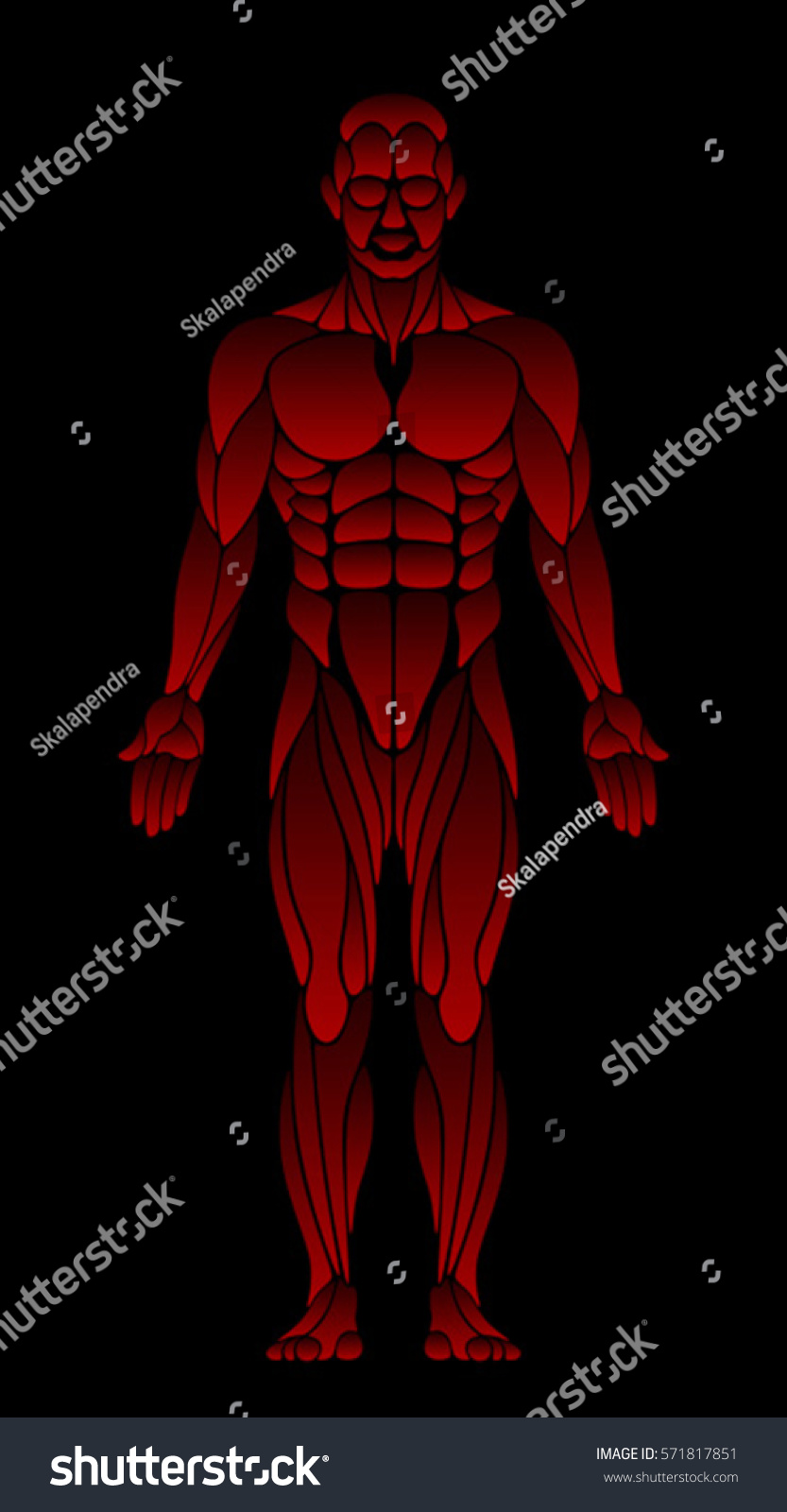 Human Muscles: vector de stock (libre de regalías) 571817851