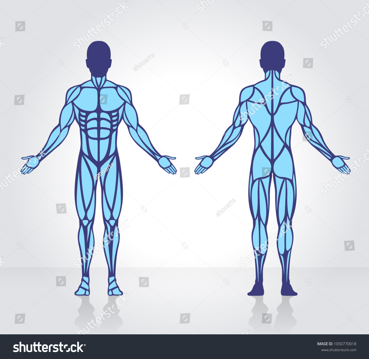 Human Muscles Anatomy Model Vector Stock Vector (Royalty Free) 1050770018