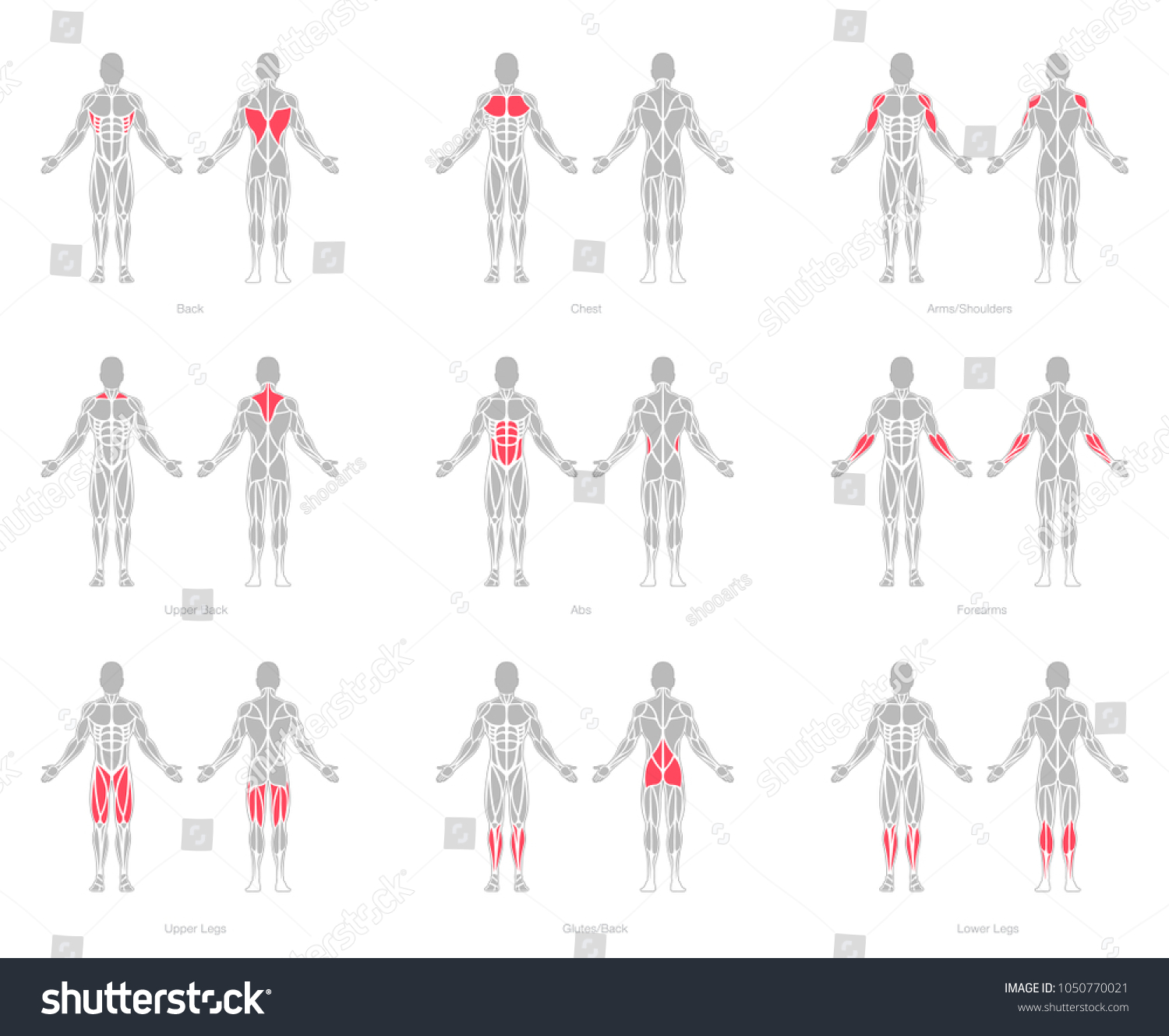 Human Muscles Anatomy Model Vector Stock Vector (Royalty Free ...