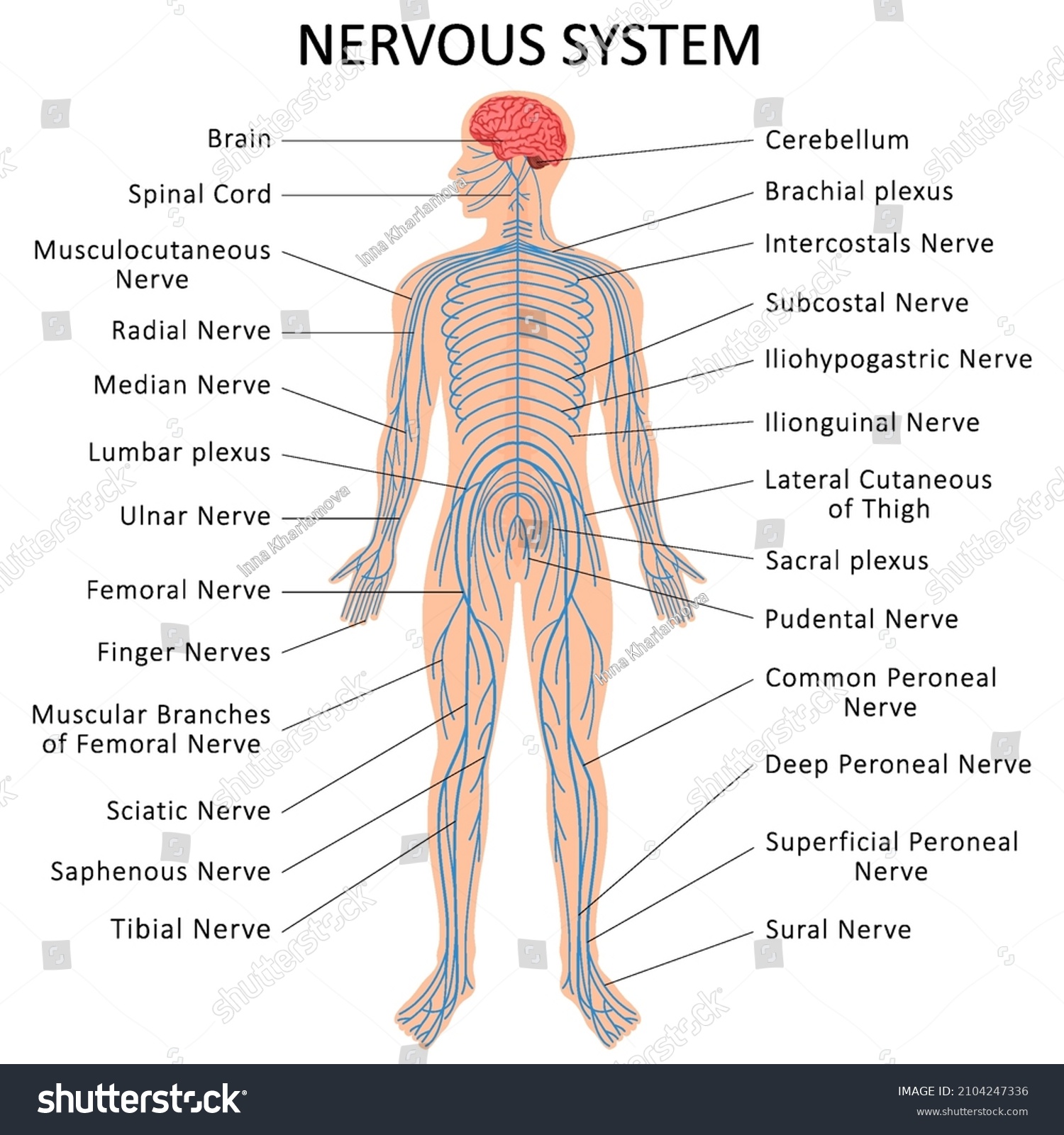 Human Nervous System Medical Education Chart Stock Vector (Royalty Free ... Human Nervous System Medical Education Chart Stock Vector (Royalty Free ...