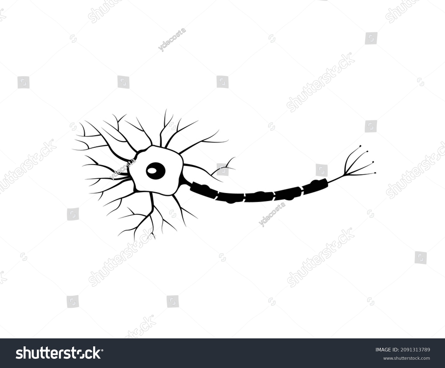 Human Neuron Diagram Vector Illustration Stock Vector (Royalty Free ...