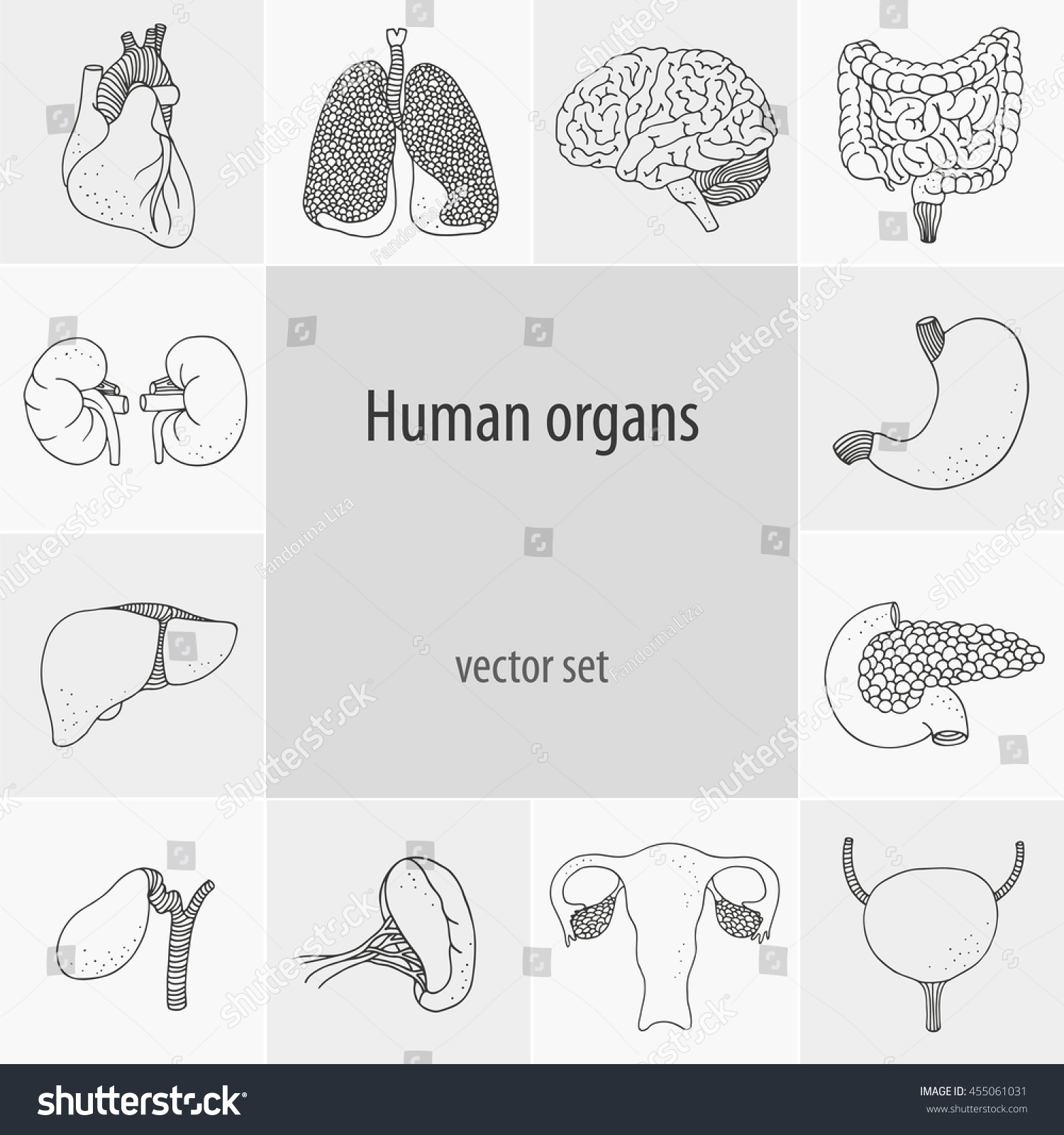 Human Organs Vector Anatomy Set Stock Vector (Royalty Free) 455061031