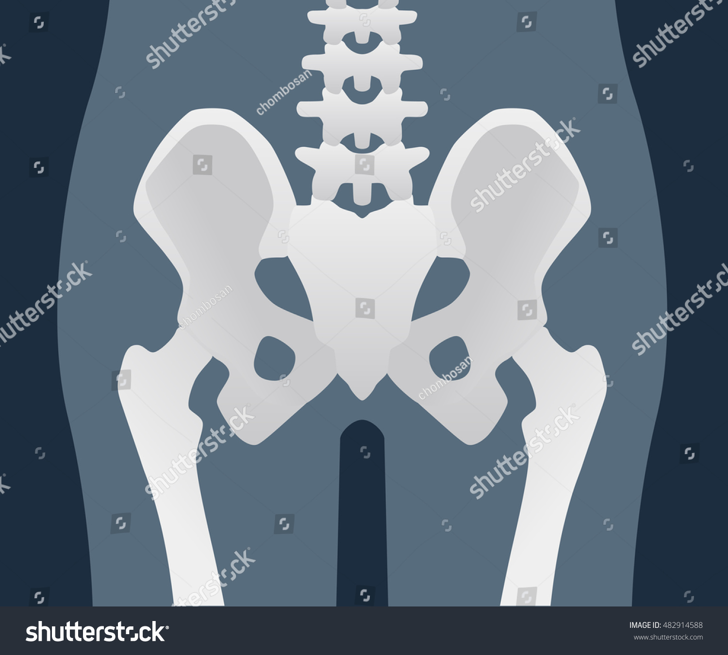 Human Pelvis Vector Illustration Stock Vector (Royalty Free) 482914588 ...