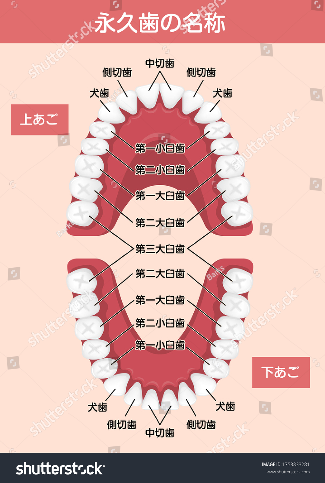 Vektor Stok Human Permanent Teeth Chart Vector Illustration (Tanpa ...