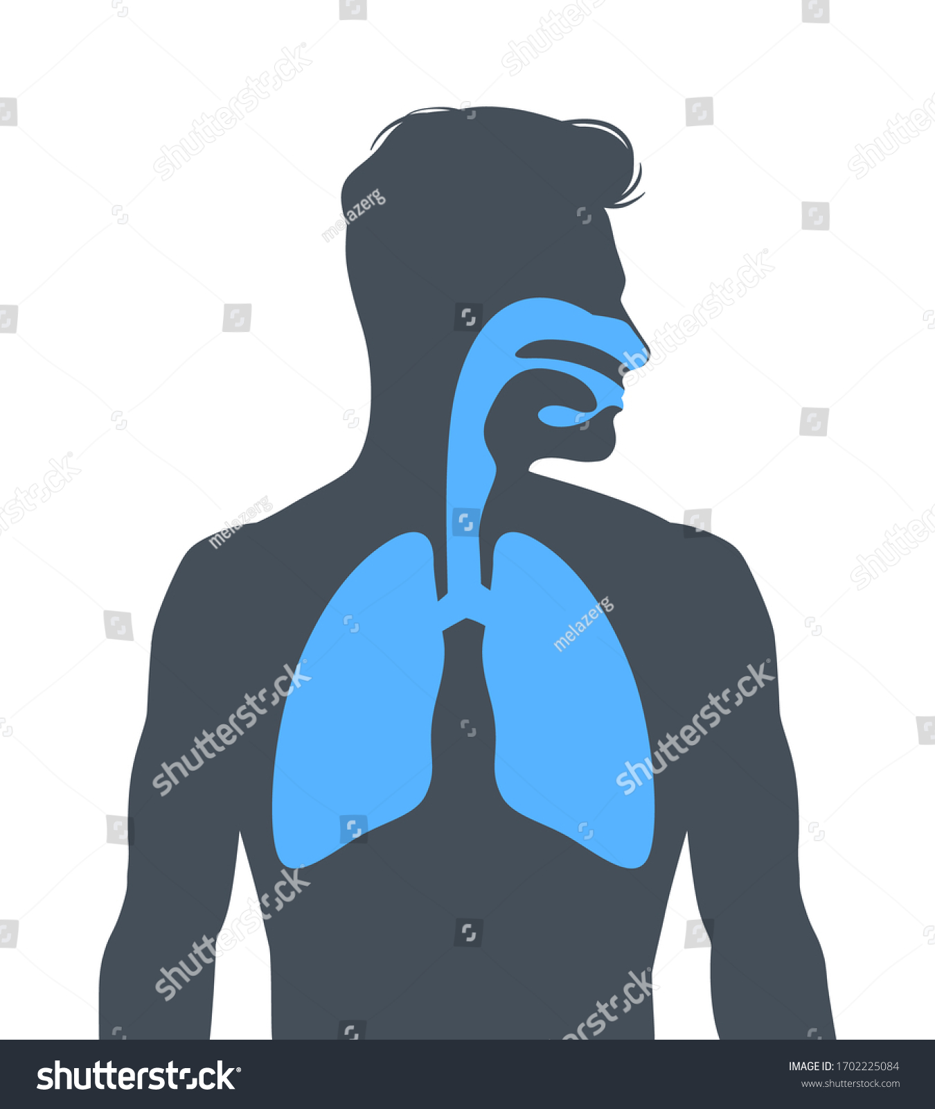 Human Respiratory System Vector Illustration: เวกเตอร์สต็อก (ปลอดค่า ...