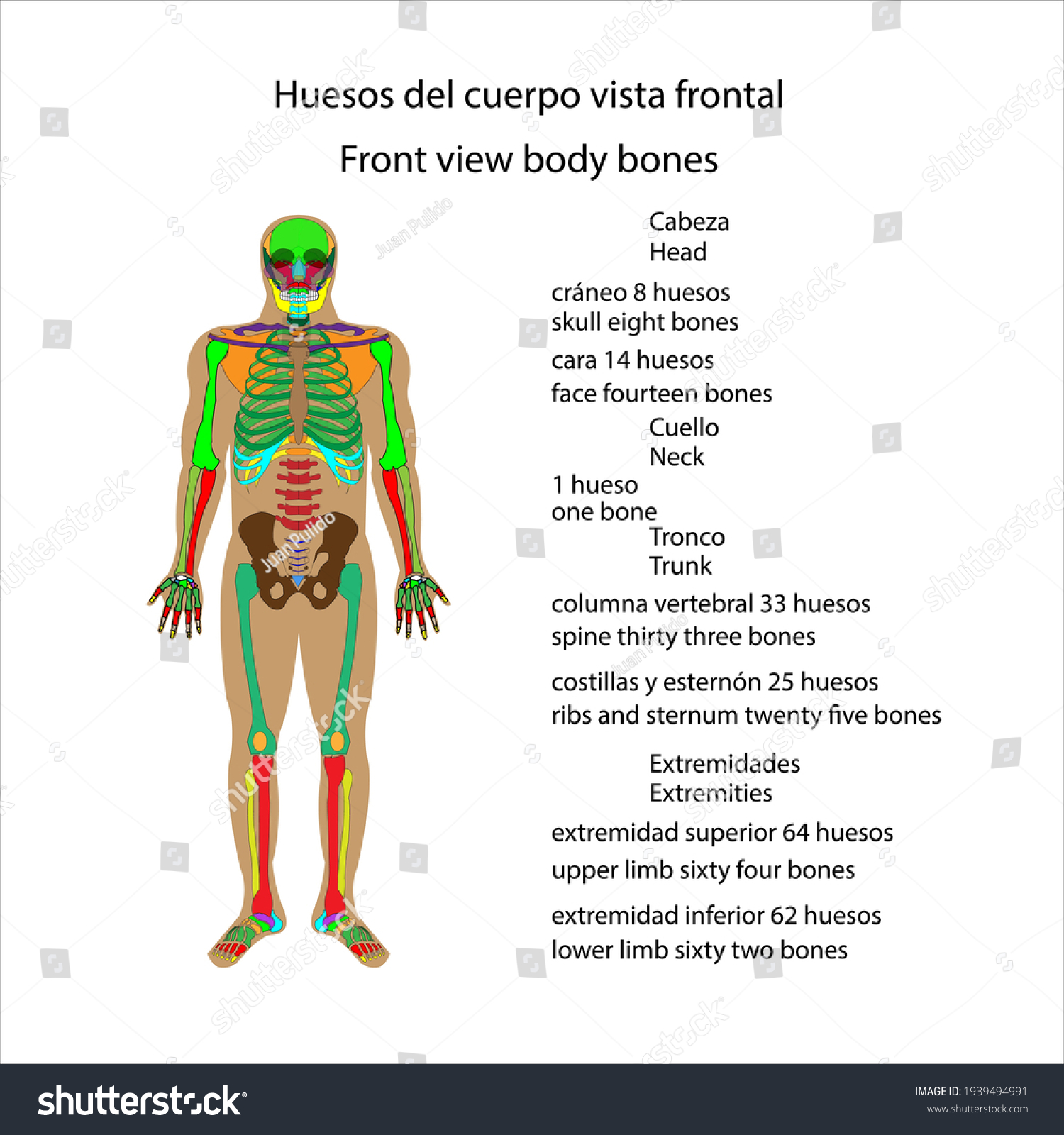 Human Skeleton Body Bones Front View Stock Vector (Royalty Free ...