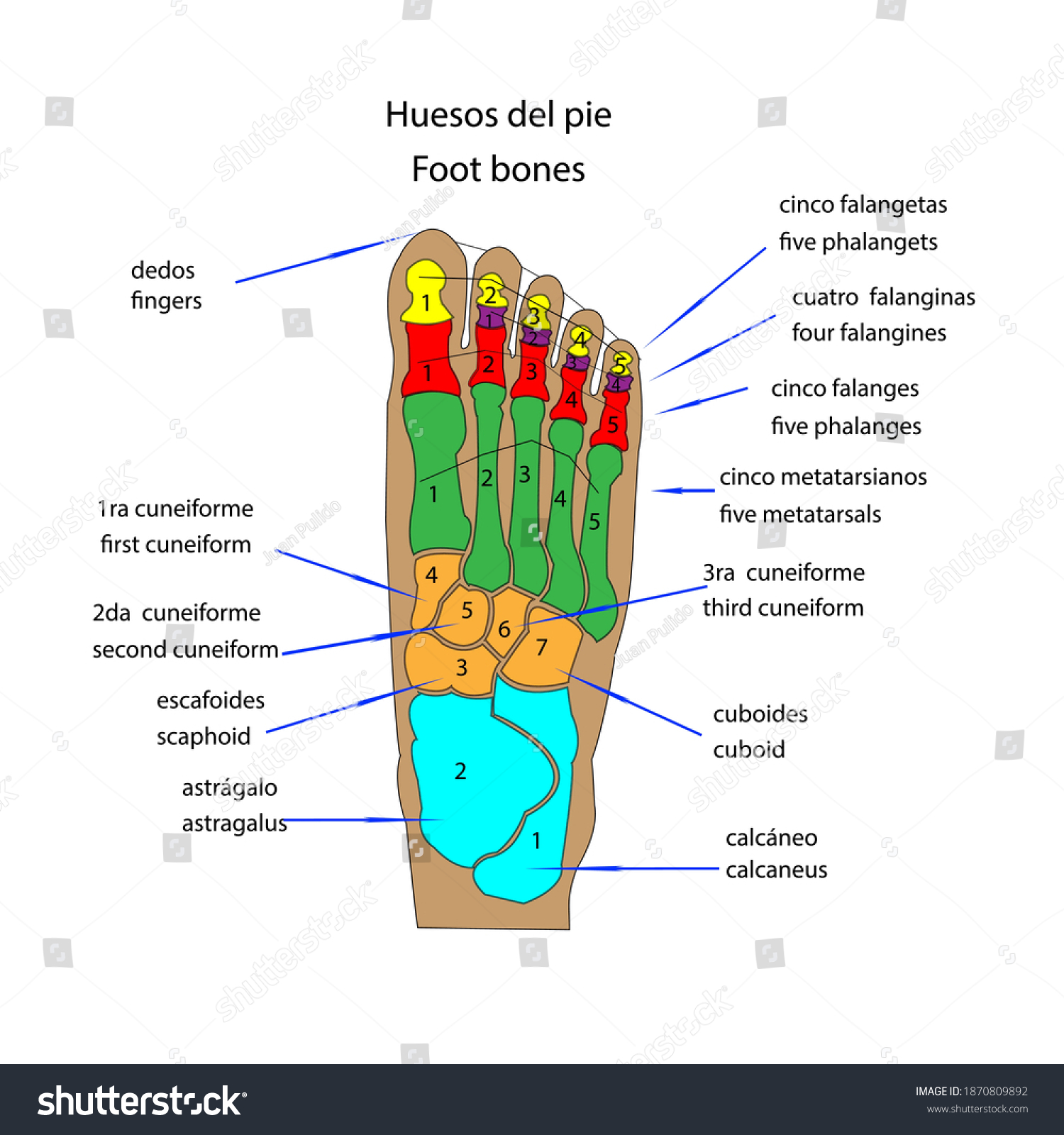Human Skeleton Foot Bones Top View Stock Vector (Royalty Free ...