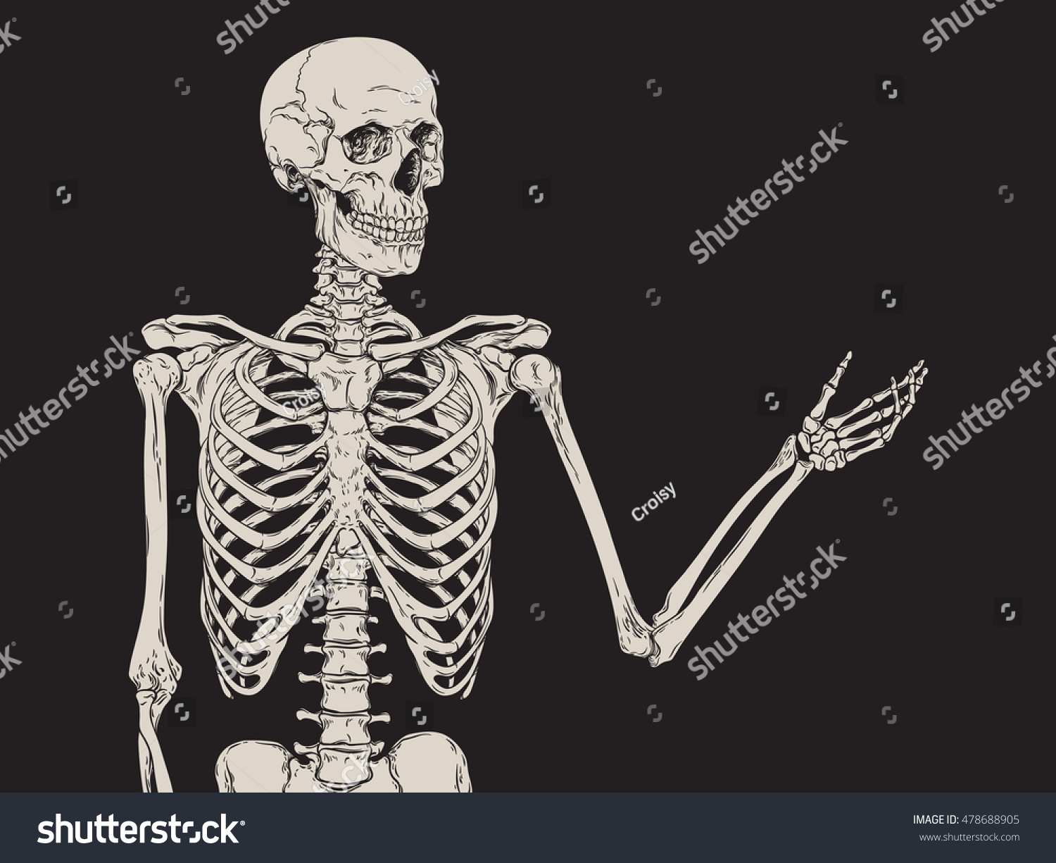 Human Skeleton Posing Isolated Over Black Stock Vector (Royalty Free ...