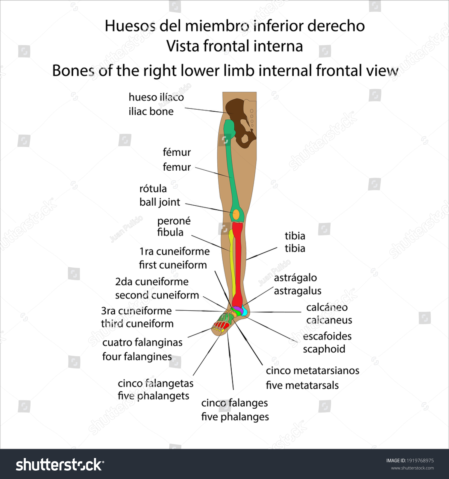 Human Skeleton Right Lower Limb Bones Stock Vector (Royalty Free ...