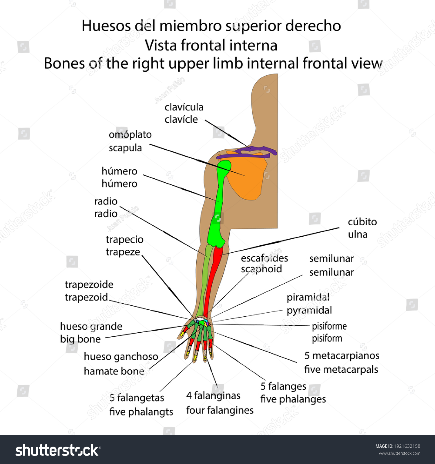 Human Skeleton Right Upper Limb Bones: Vector có sẵn (miễn phí bản ...