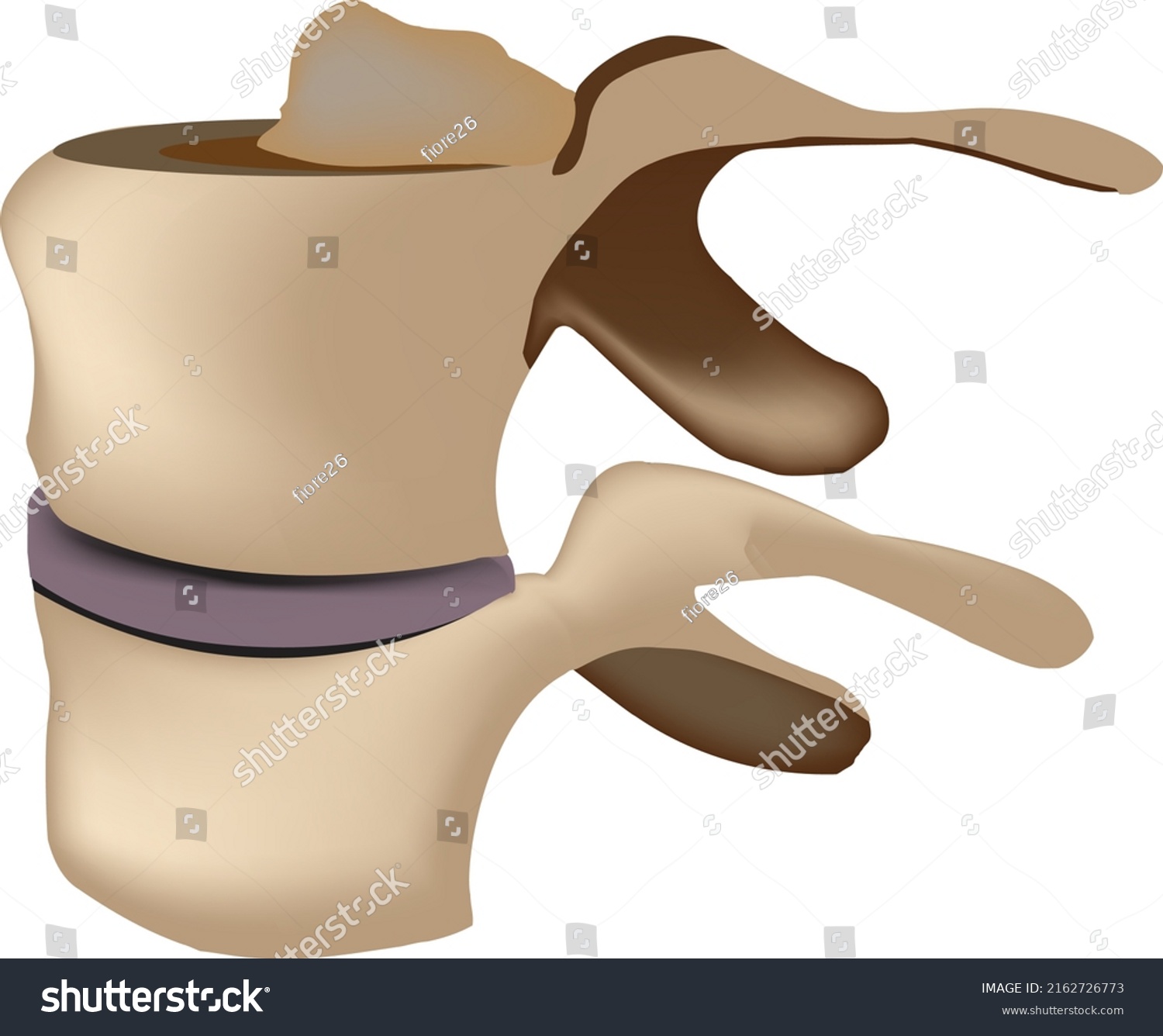 Human Skeleton Section Resting Vertebrae Stock Vector (Royalty Free ...