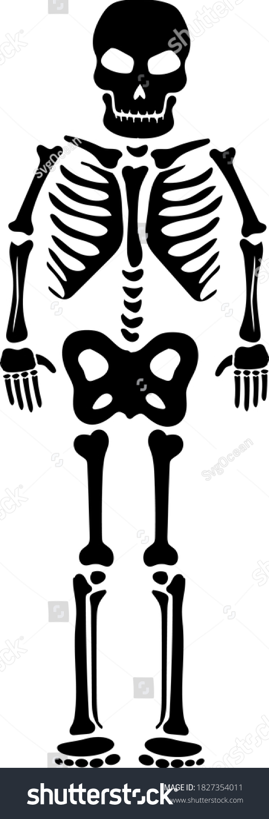 Human Skeleton Silhouette Vector Halloween Stock Vector (Royalty Free ...