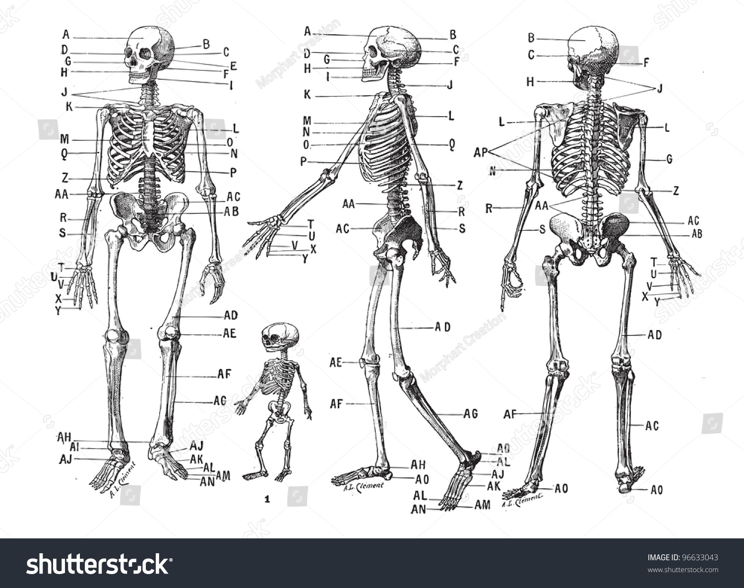 Human Skeleton Vintage Engraved Illustration Dictionary Stock Vector ... Human Skeleton Vintage Engraved Illustration Dictionary Stock Vector ...