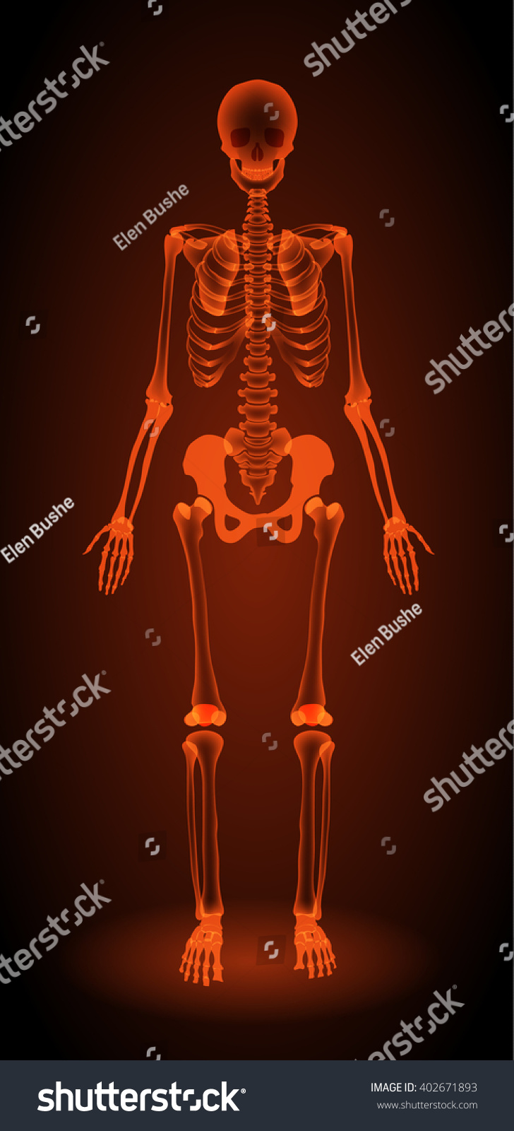 Human Skeleton Xray Stock Vector (Royalty Free) 402671893