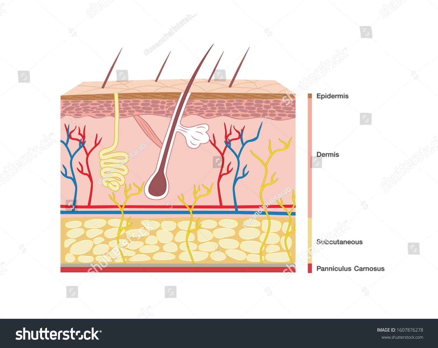 Human Skin Vector Illustration About Medical: เวกเตอร์สต็อก (ปลอดค่า ... Human Skin Vector Illustration About Medical: เวกเตอร์สต็อก (ปลอดค่า ...