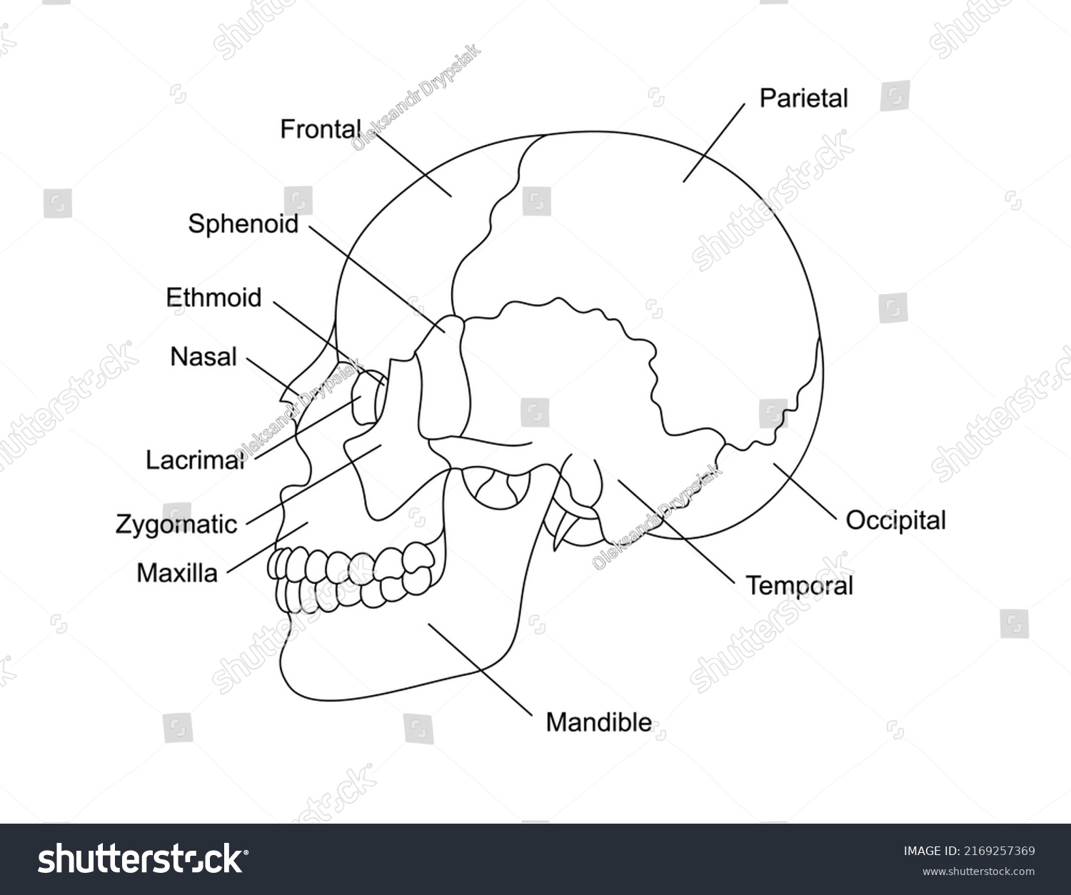 Human Skull Bones Anatomy Descriptions Cranial Stock Vector (Royalty ... Human Skull Bones Anatomy Descriptions Cranial Stock Vector (Royalty ...