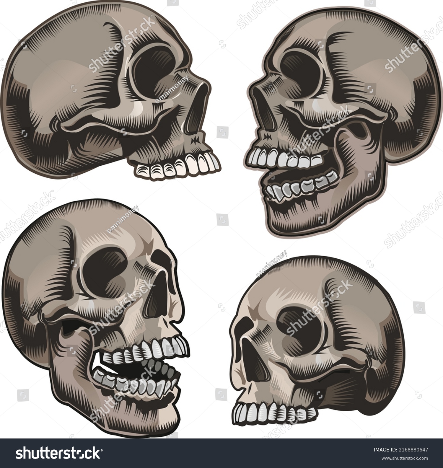Human Skull Different Angles Stock Vector (Royalty Free) 2168880647 ...