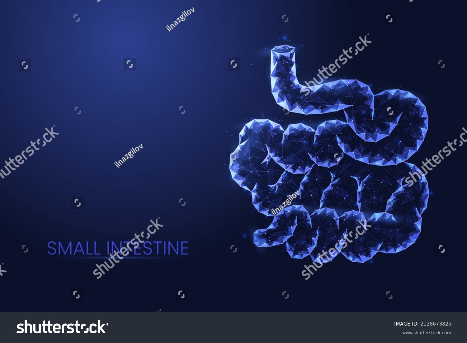 Human Small Intestine Low Poly Concept Stock Vector (Royalty Free ...