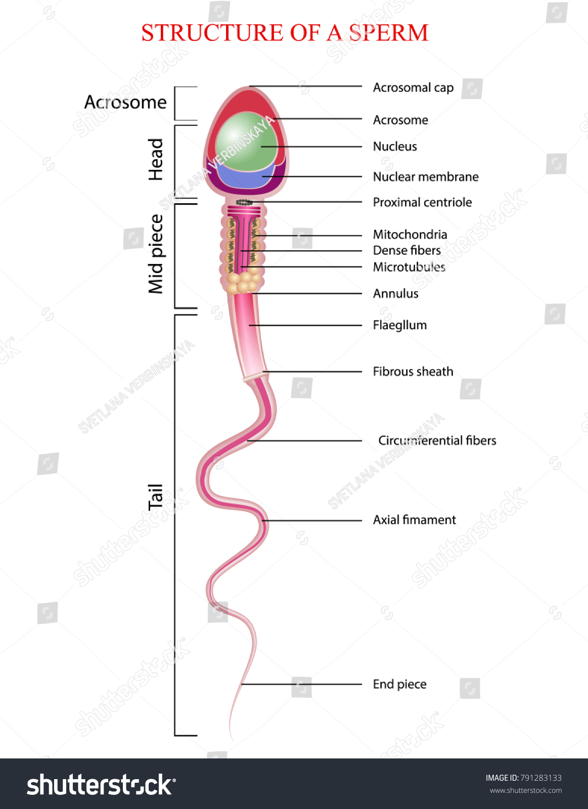 Human Sperm Cell Anatomy: vector de stock (libre de regalías) 791283133
