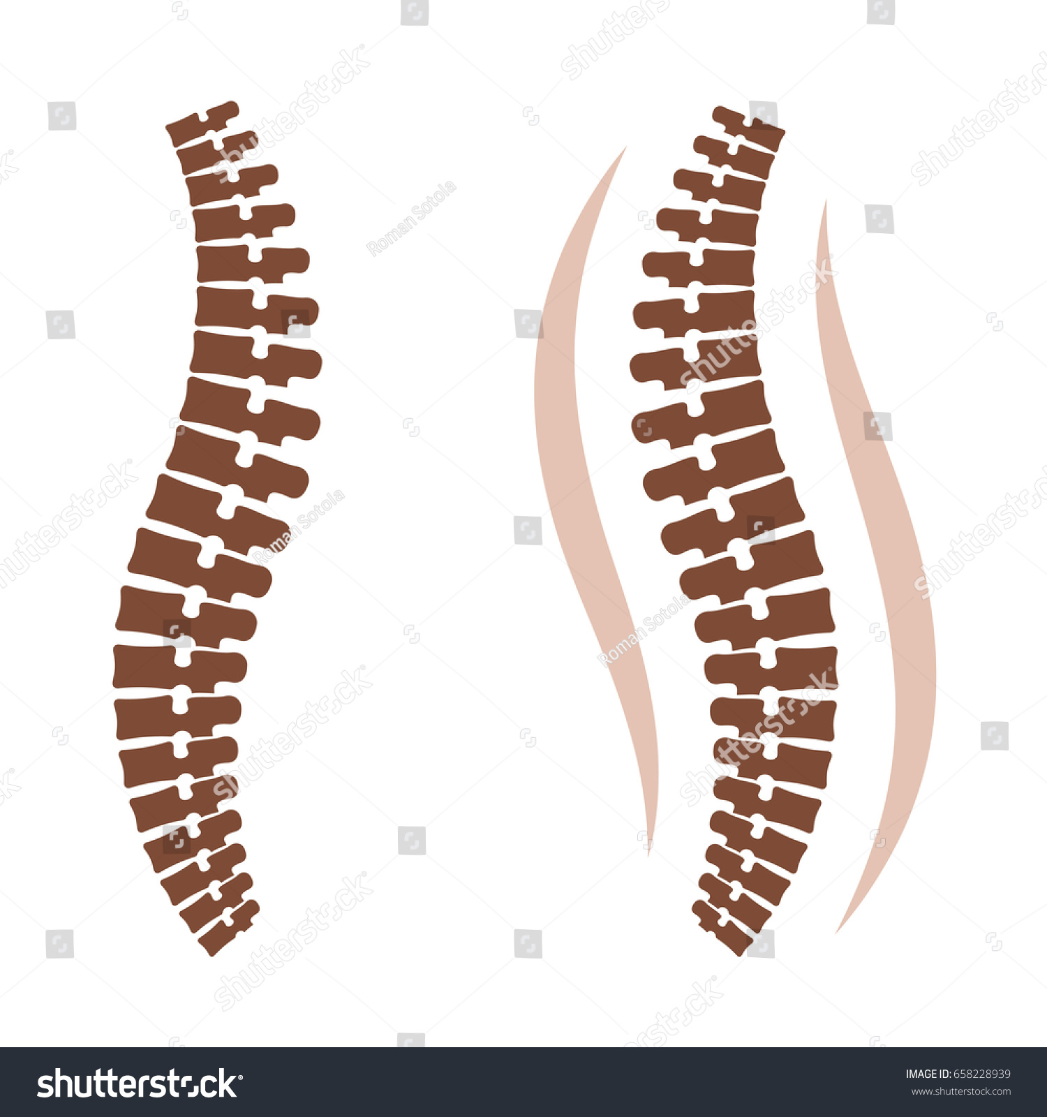 Human Spine Silhouettes Vector 库存矢量图（免版税）658228939 | Shutterstock