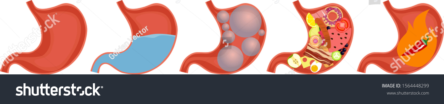 1,603 Full stomach Stock Vectors, Images & Vector Art | Shutterstock