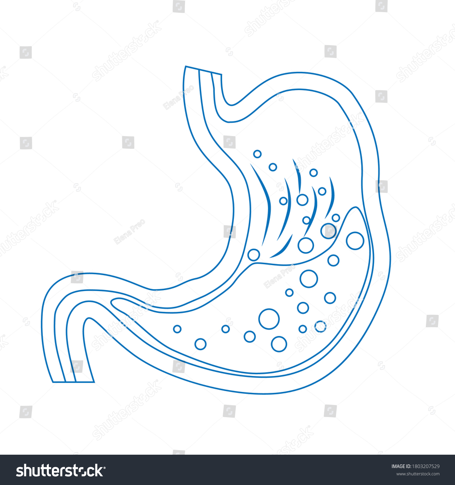 Human Stomach Outline Icon Digestive System Stock Vector (Royalty Free ...