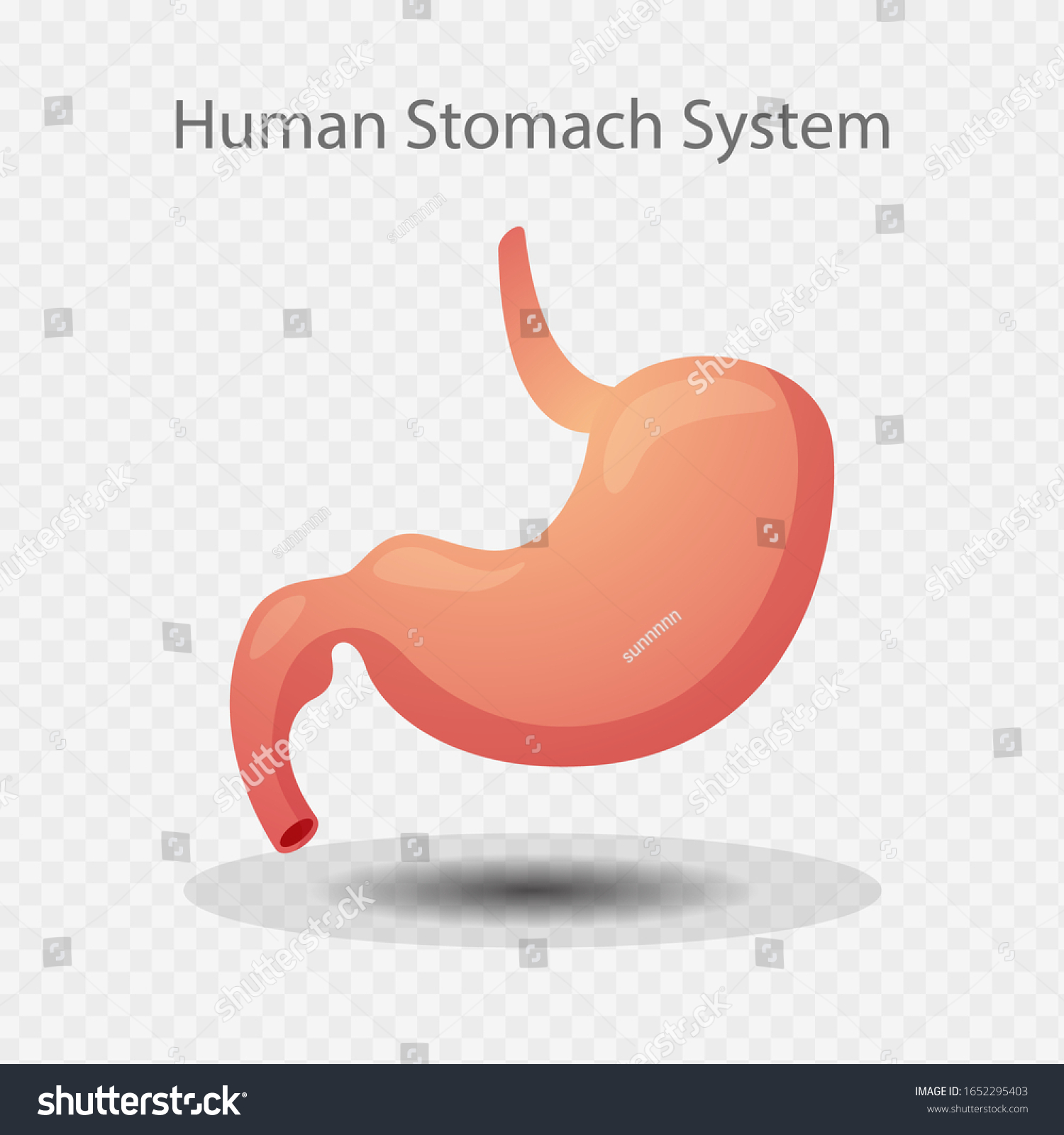 Human Stomach System Vector Illustration Stock Vector (Royalty Free ...