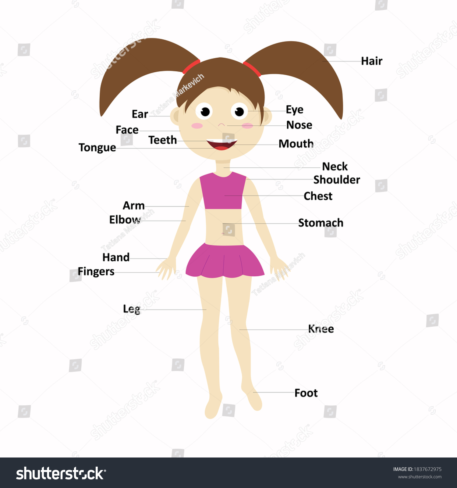 Structure humaine pour les enfants. Illustration : image vectorielle de ...