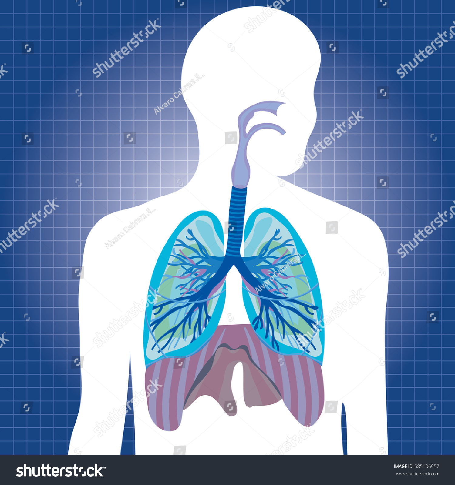 Human System Respiratory Vector Illustration Stock Vector 585106957 ...