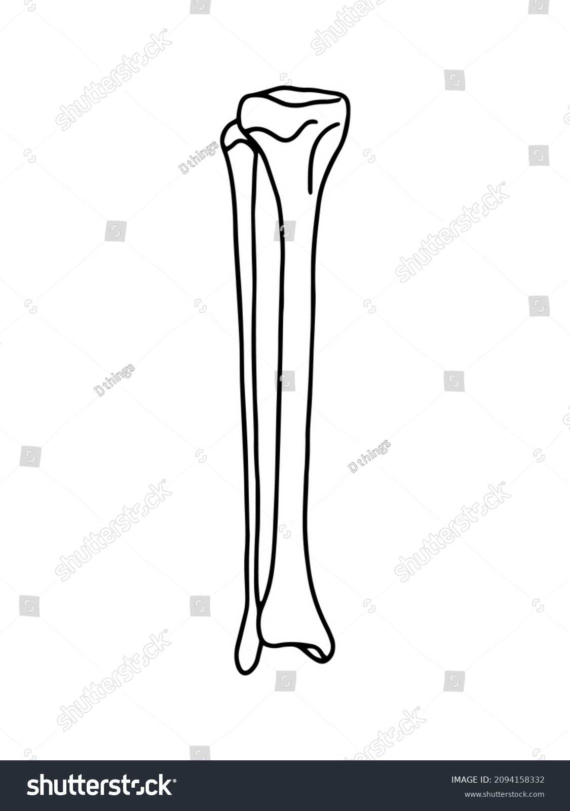 Human Tibia Human Anatomy Vector Outline: vetor stock (livre de ...