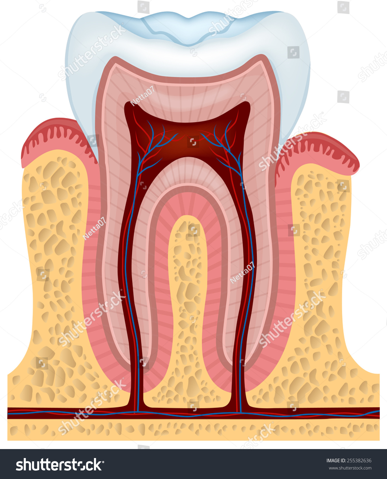 Human Tooth Cross Section Vector Illustration Stock Vector (Royalty ...