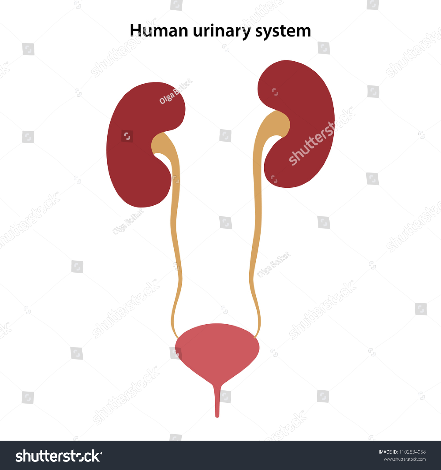 Human Urinary System Vector Illustration: vector de stock (libre de ...