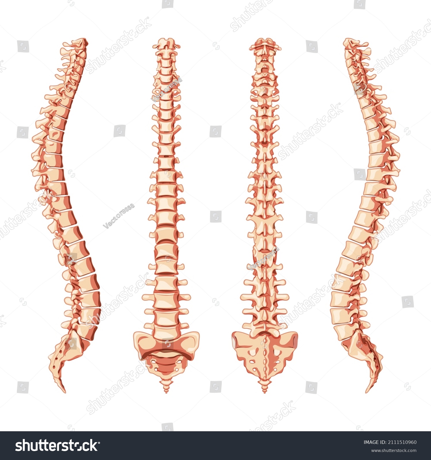 Columna vertebral humana delante, atrás, lado.: vector de stock (libre ...