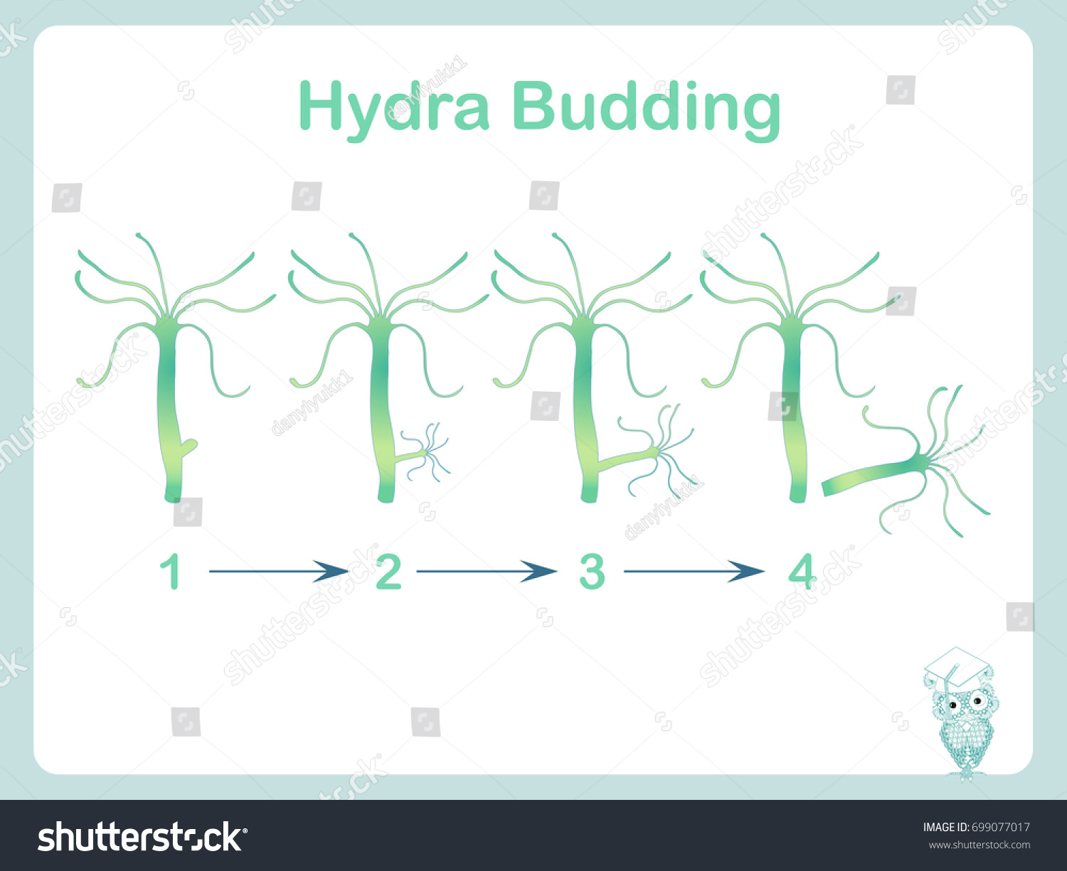 Hydra Budding Illustration School Biology Lessons Stock Vector Royalty