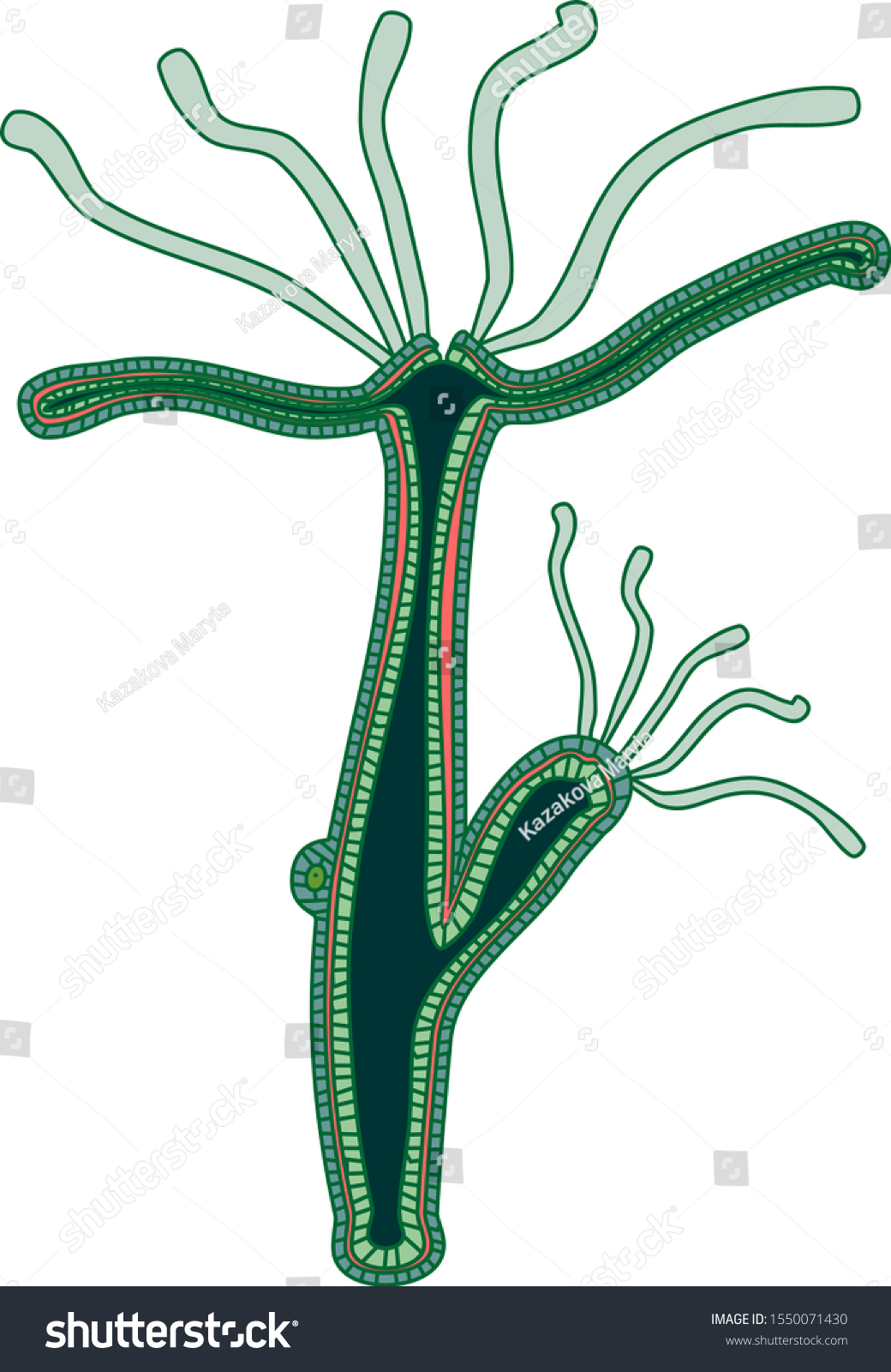 Hydra Polyp Isolated On White Background: เวกเตอร์สต็อก (ปลอดค่า ...
