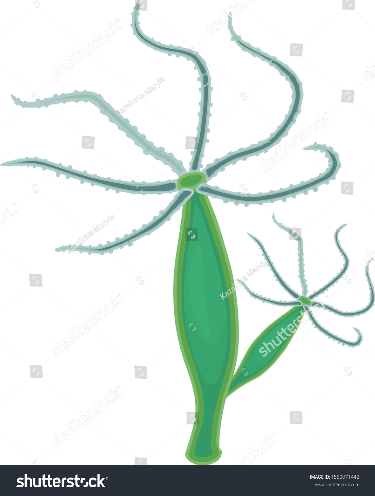 Hydra Polyp Isolated On White Background Stock Vector (Royalty Free ...