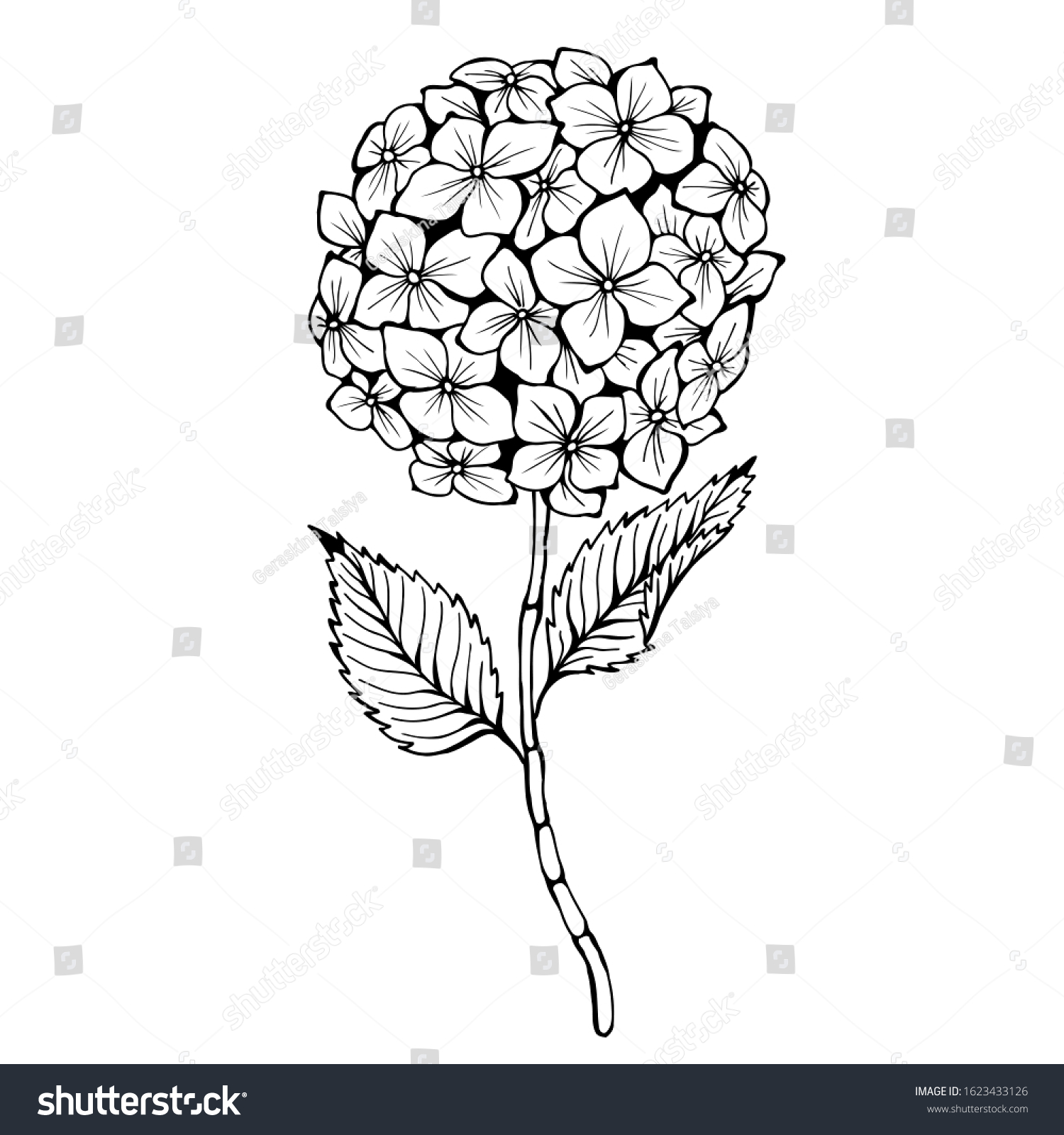 Hydrangea Hand Drawn Vector Illustration Monochrome Stock Vector