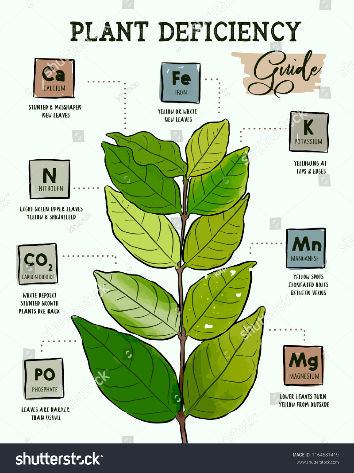 Identifying Plant Nutrient Deficiencies Hand Draw: เวกเตอร์สต็อก (ปลอด ...