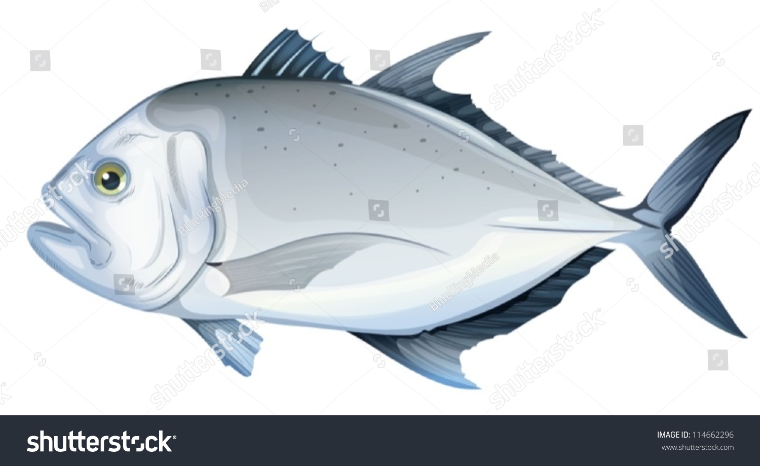 Illustration Giant Trevally Caranx Ignobilis Stock Vector (Royalty Free ... Illustration Giant Trevally Caranx Ignobilis Stock Vector (Royalty Free ...