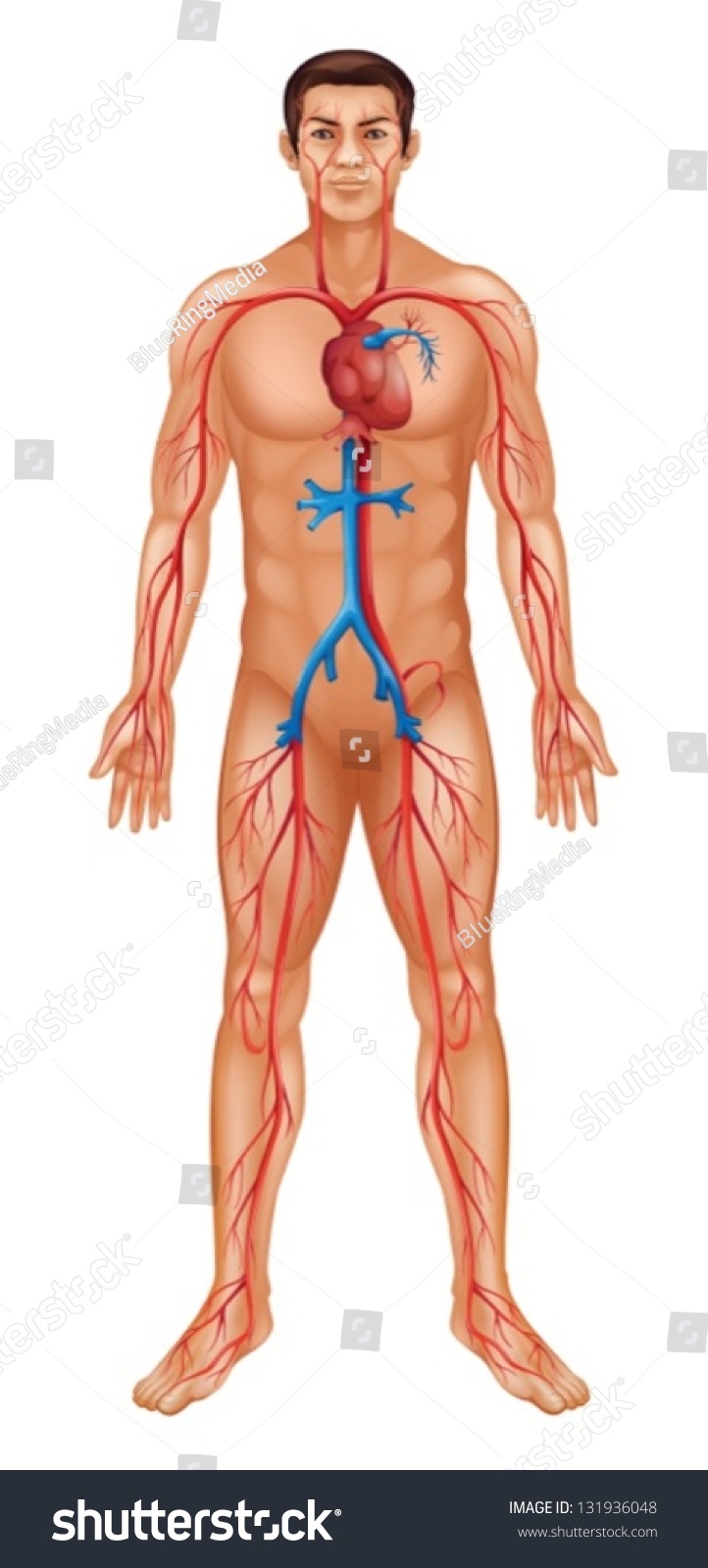 Illustration Human Male Circulatory System เวกเตอร์สต็อก ปลอดค่า